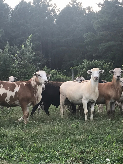 Katadhin Ram Lambs | Gibson, Georgia | Lamb at Hadden Farms