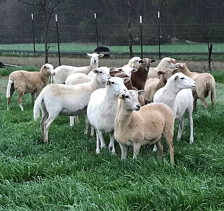 Katahdin Sheep Farm | Georgia, USA | Georgia Lamb at Hadden Farms