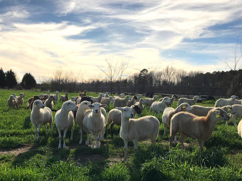 Katahdin Sheep Farm | Georgia, USA | Georgia Lamb at Hadden Farms