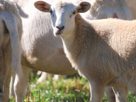 Katahdin Sheep Farm | Georgia, USA | Georgia Lamb at Hadden Farms