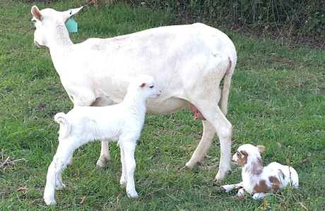Katahdin Sheep Farm | Georgia, USA | Georgia Lamb at Hadden Farms