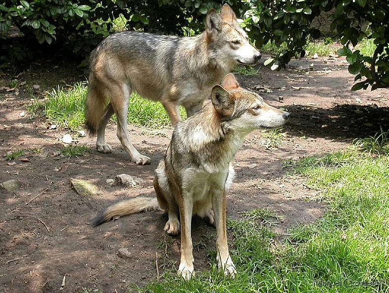 Distribución del Lobo Mexicano