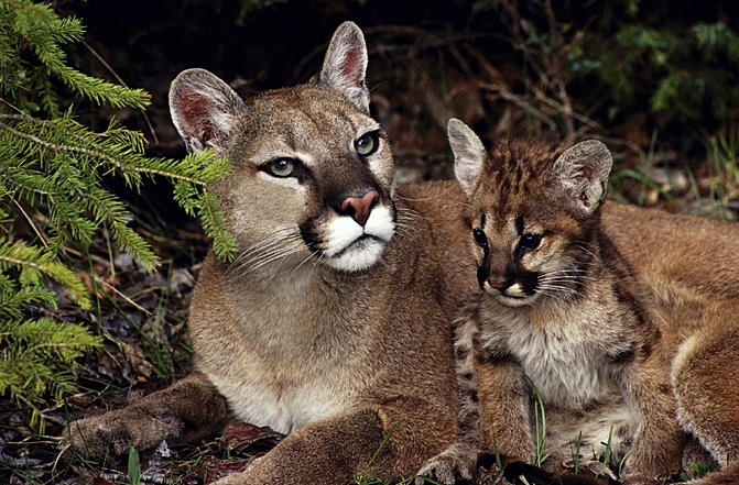 Caracteristicas del Puma
