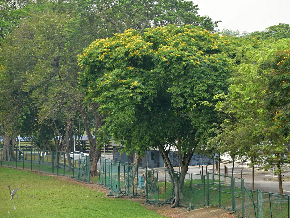 The Angsana Tree