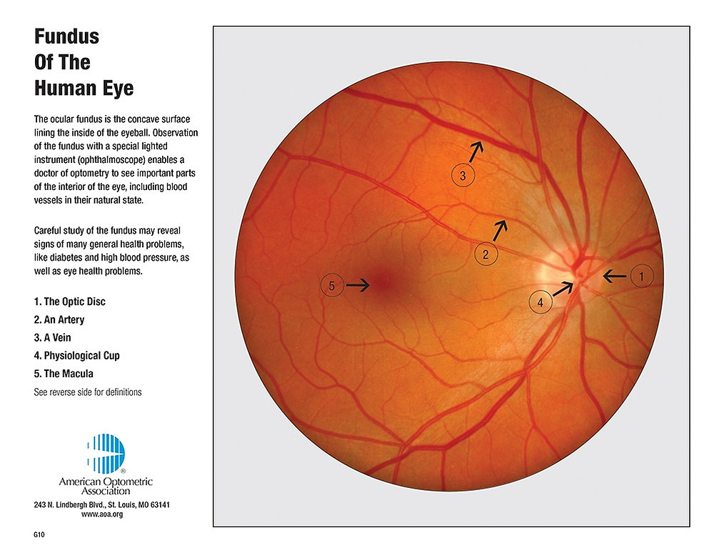 "What Do My Retina Photos Tell You?"