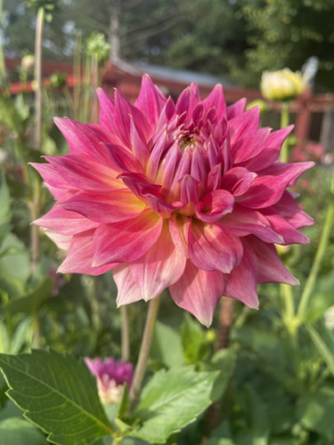 Amelia Jay | For The Love Of Dahl