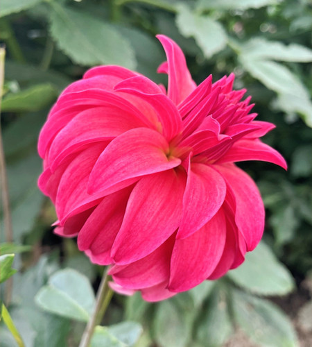 Ms Prissy | For The Love Of Dahl