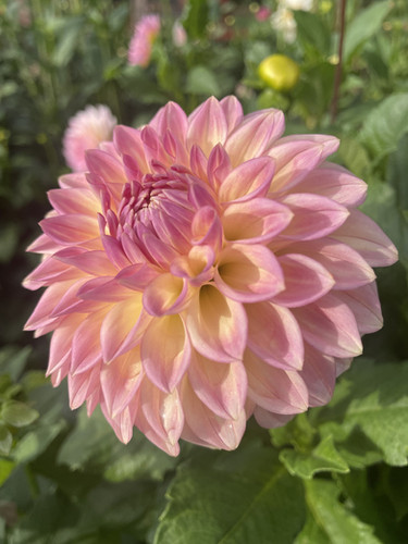 Bloomquist Alan | For The Love Of Dahl