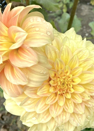 Bracken Sarah | For The Love Of Dahl