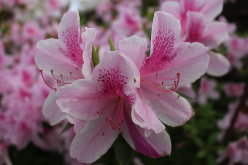 Azalea Japonica (Dwarf Evergreen) Pink Spider | OG Plants & Produce