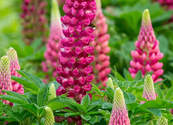 Lupin Gallery Pink | OG Plants