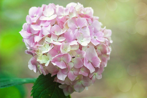 Hydrangea Soft Pink Salsa | OG Plants & Produce