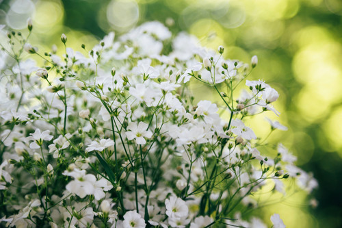Gypsophila White Chalk Plant | OG Plants & Produce