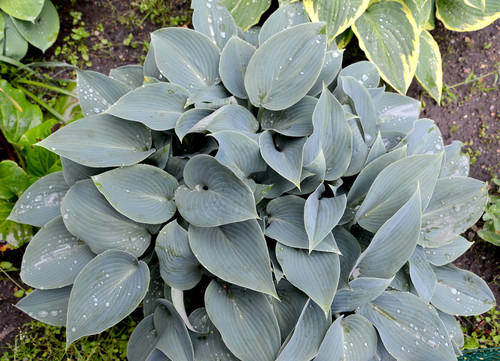 Hostas Canadian Blue | OG Plants & Produce