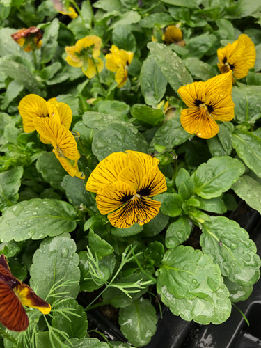 Viola Tiger Eye | OG Plants & Produce
