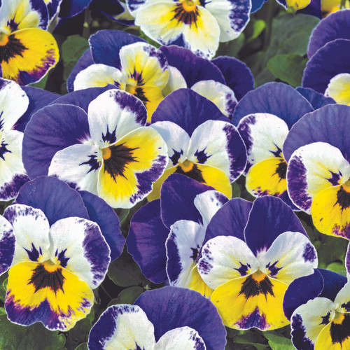 Viola Tumbola Jolly Face | OG Plants & Produce