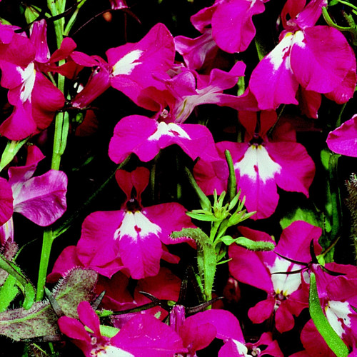 lobelia Regatta Rose | OG Plants & Produce