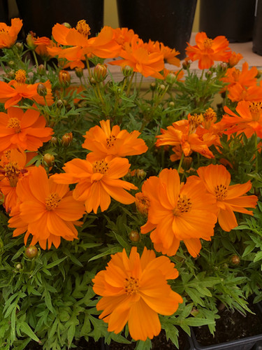 Cosmos Cosmic Orange | OG Plants & Produce