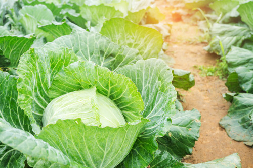 Spring Cabbage | OG Plants & Produce
