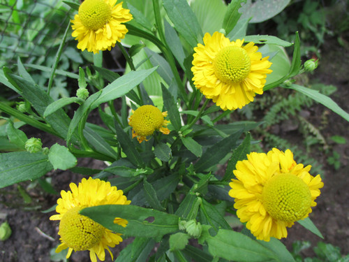Helenium Double Trouble | OG Plants & Produce