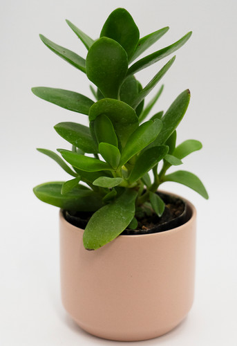 Bloom & Sip Carrier + Mini Plant | GatherArts
