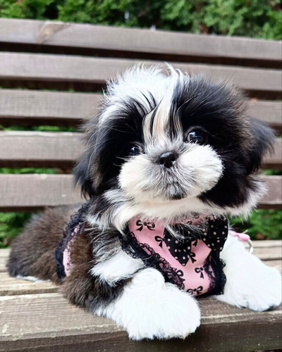Stella - very beautiful girl Shih-tzu | Tiffany Puppies