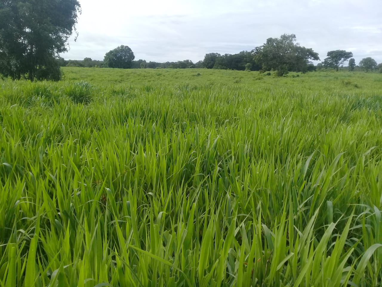 Mavuno - A Melhor Semente Brachiaria do Brasil