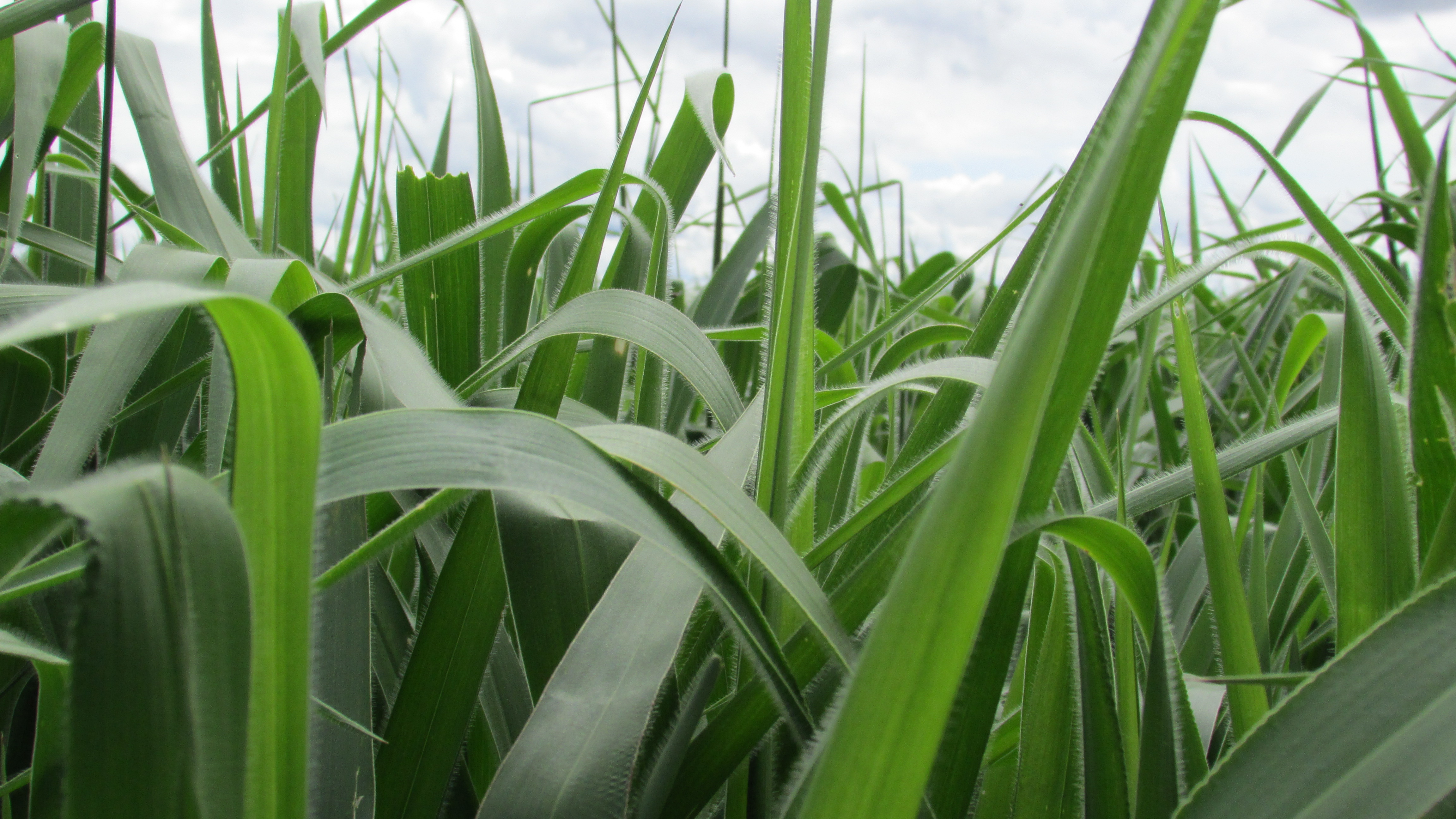 Mavuno - A Melhor Semente Brachiaria do Brasil
