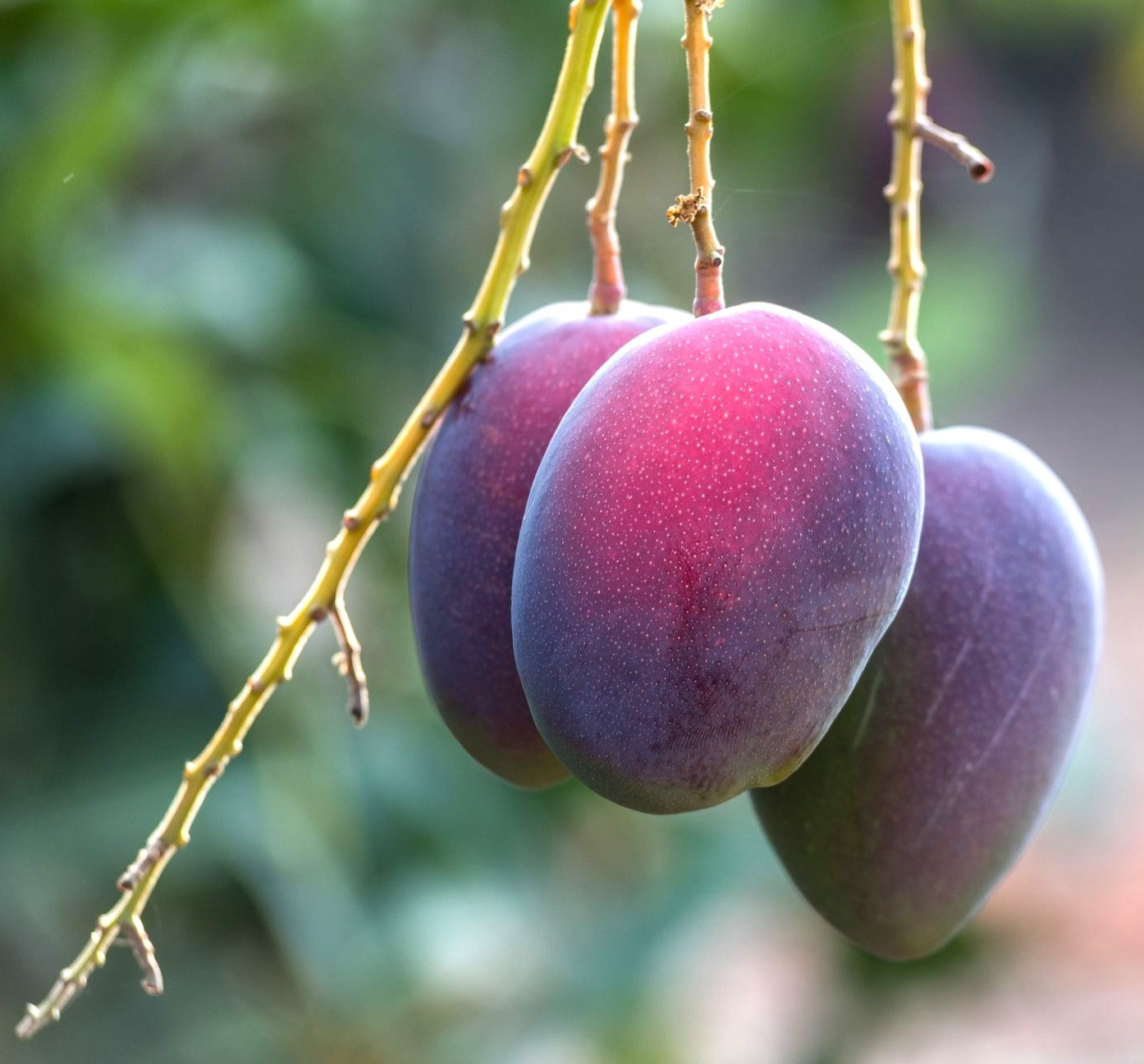 Orri Mandarin | Premium Israeli Mandarins for Export – Miriam Shoham LTD