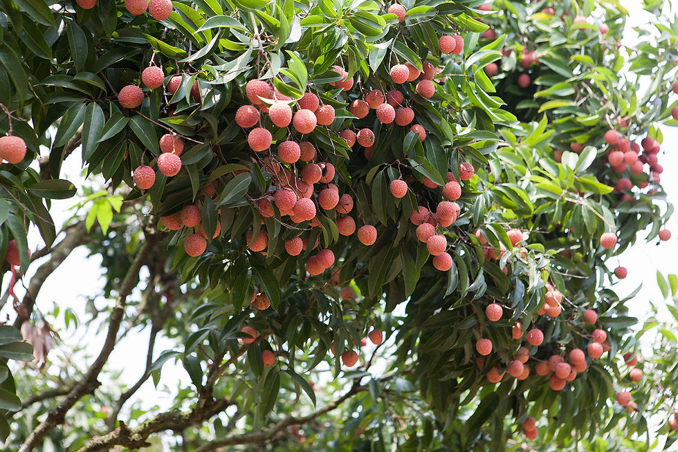 Lychee Varieties | Shoham