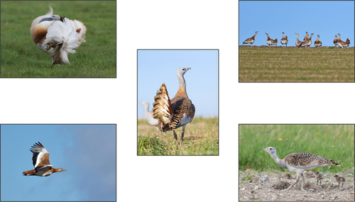 Great Bustard Card Collection | The Great Bustard Gr