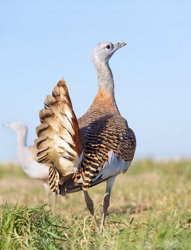 Great Bustard Card | The Great Bustard Gr