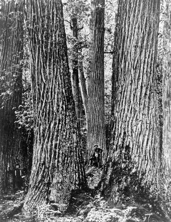 Saving the American Chestnut tree.