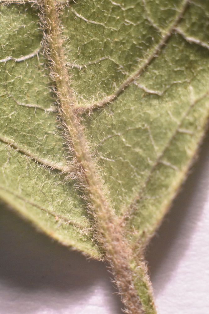 Poison Ivy - "It'll Make You Itch