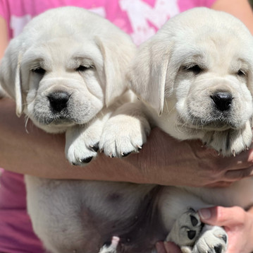 BABY LABS | Whiteenglish