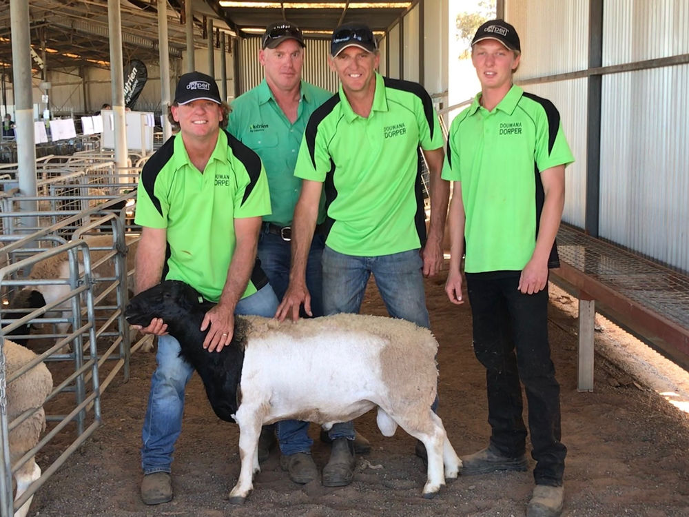 Dorpers top Stud Breeders Sale
