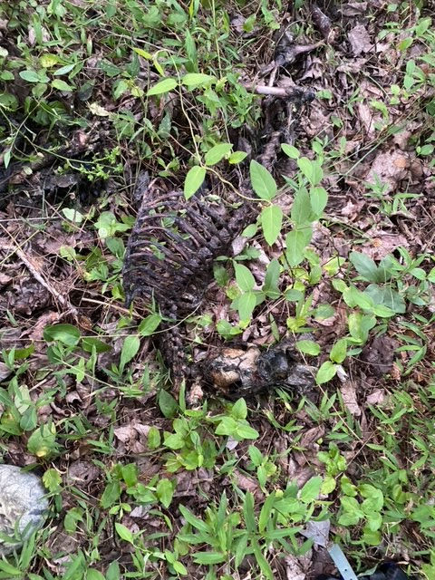 Fly (Death) | My Site