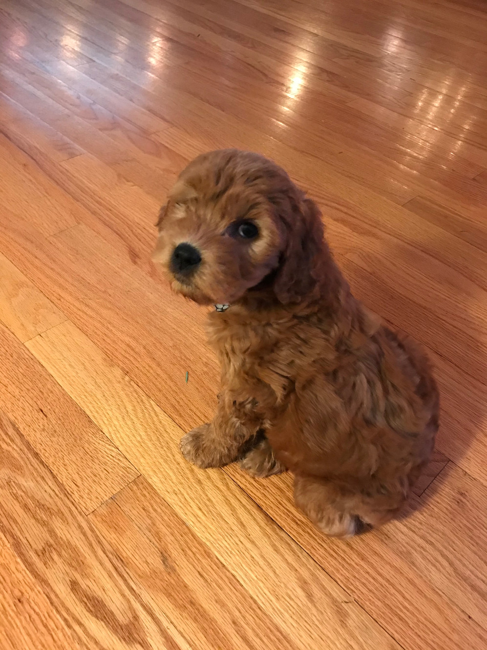 Doodle Info & Pricing | CKH Doodles