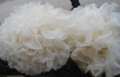 Yin Er Fungus 银耳 | tamkah