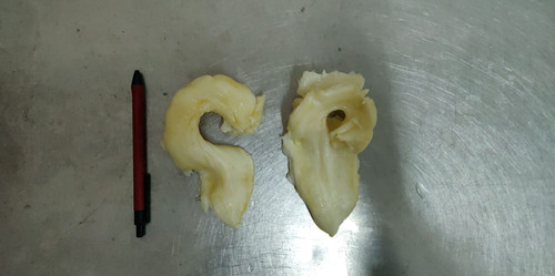 Frozen New Zealand Fish Maw 冷冻纽西兰花胶 1KG/PKT | tamkah