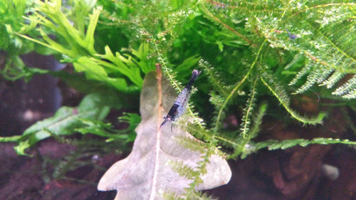 Carbon Rili | Shrimpland
