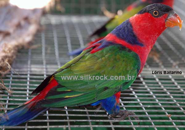 Loris Bailarino | Silkrock