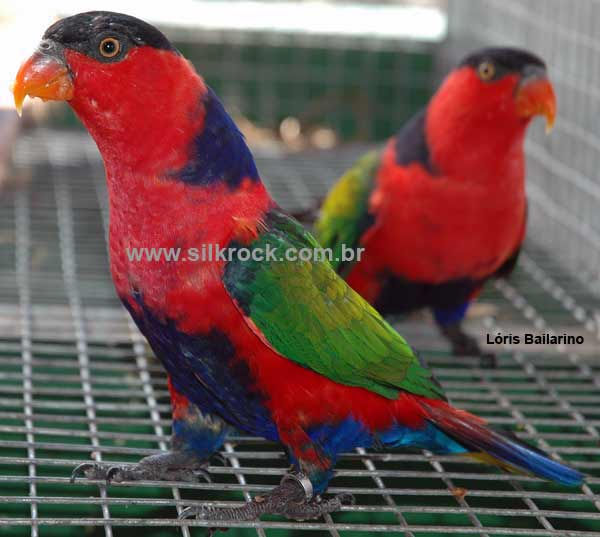 Loris Bailarino | Silkrock