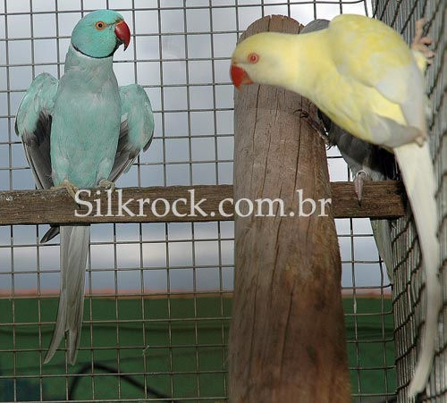 Ringnecks | Silkrock