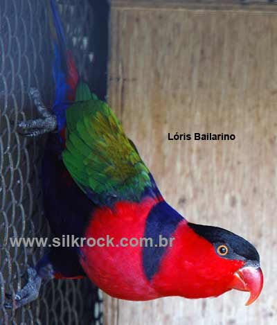 Loris Bailarino | Silkrock