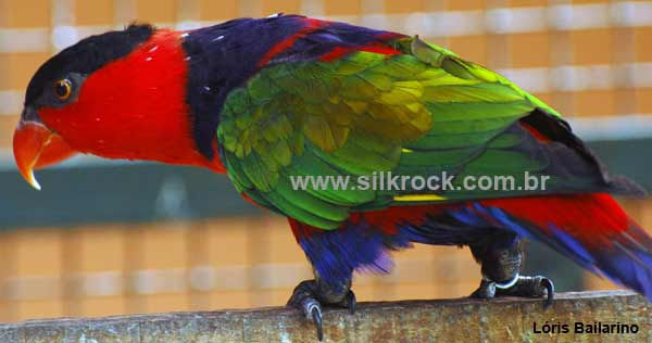 Loris Bailarino | Silkrock