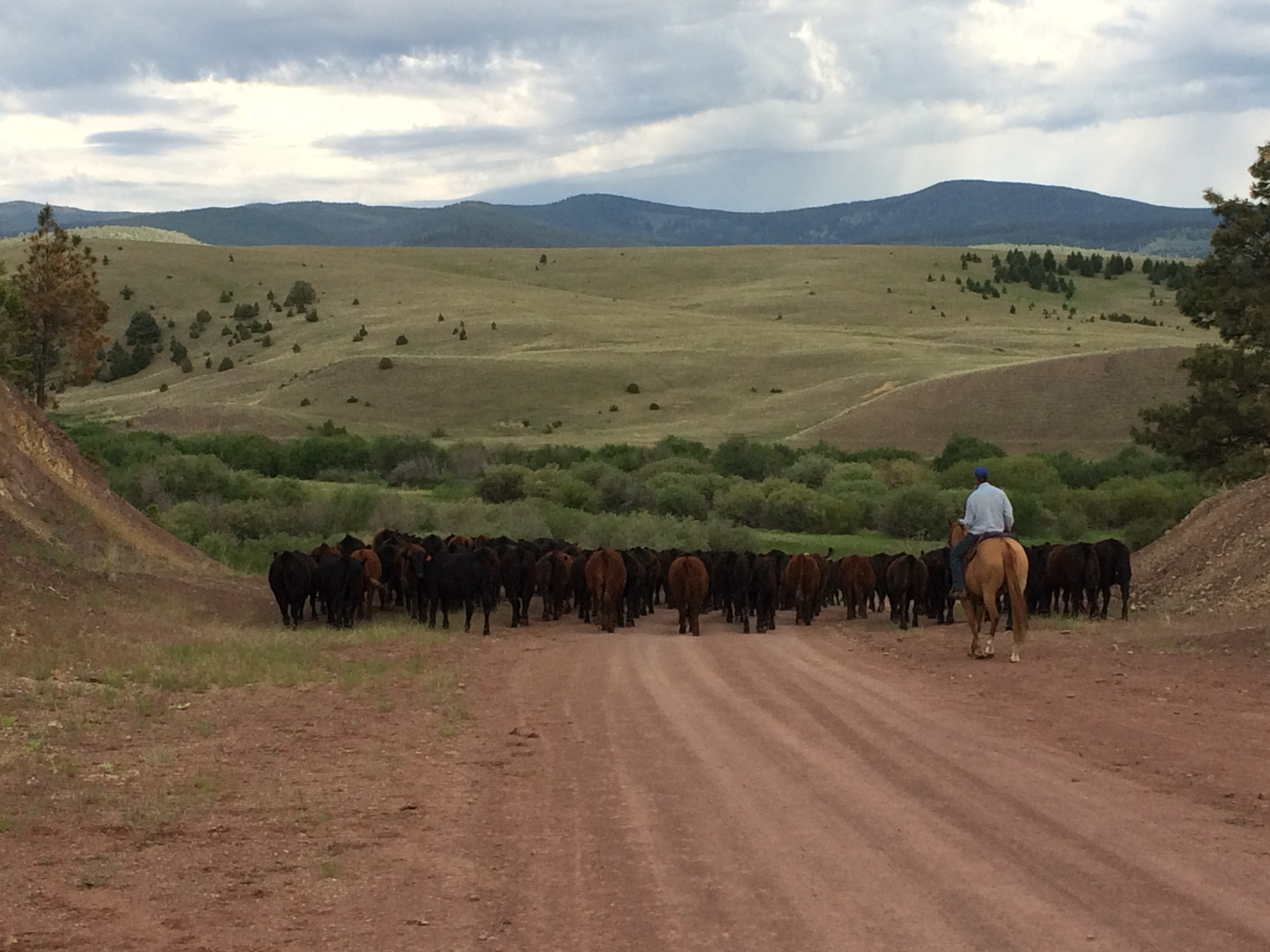 RANCH | skinnerranch