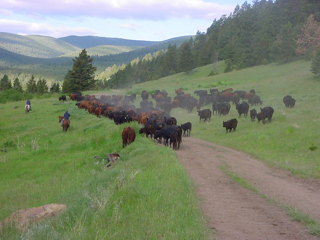 RANCH | skinnerranch