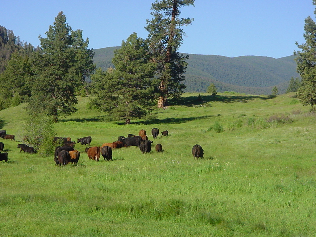 RANCH | skinnerranch