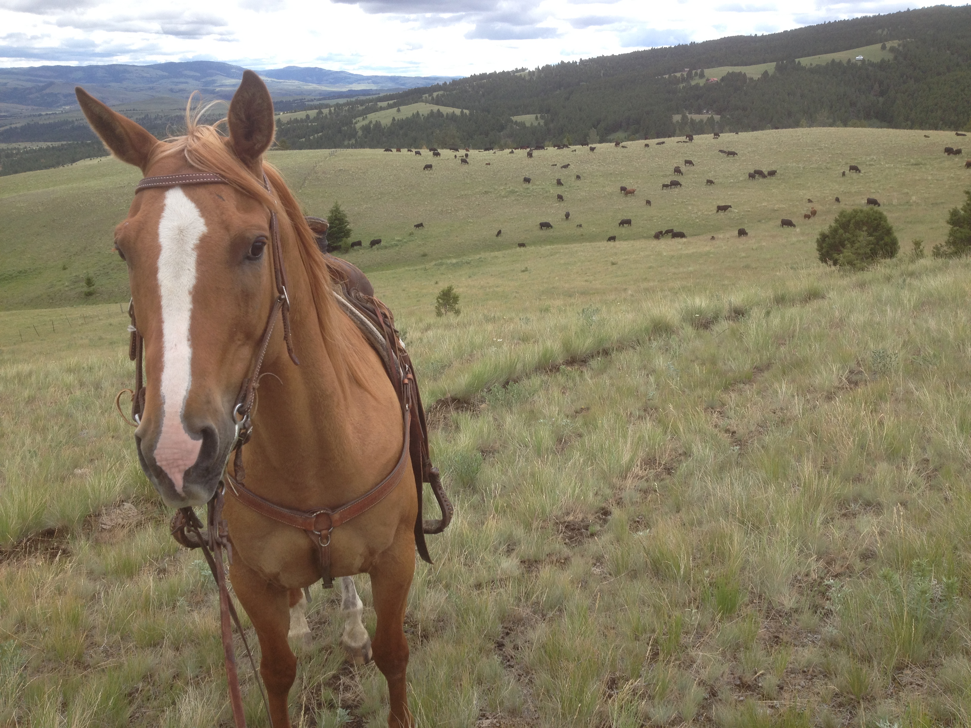 RANCH | skinnerranch